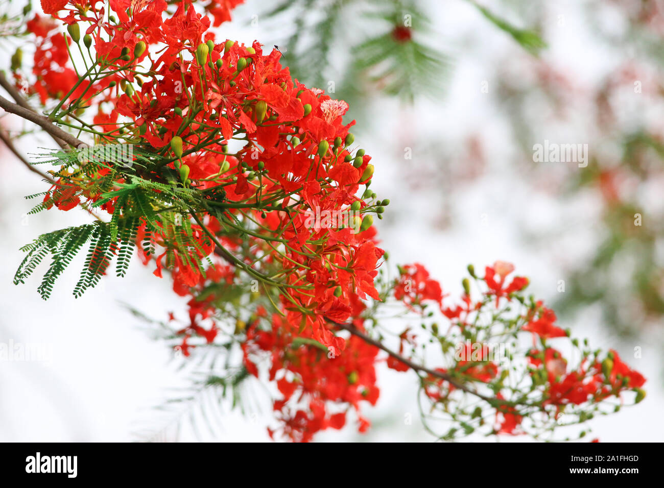 Delonix regia or Krishnachura outdoor in Bangladesh Stock Photo - Alamy
