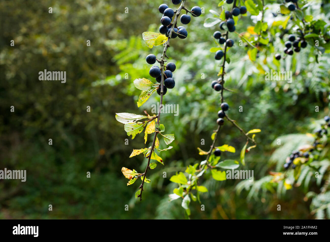 Sloes fruit autumn fall hi-res stock photography and images - Alamy