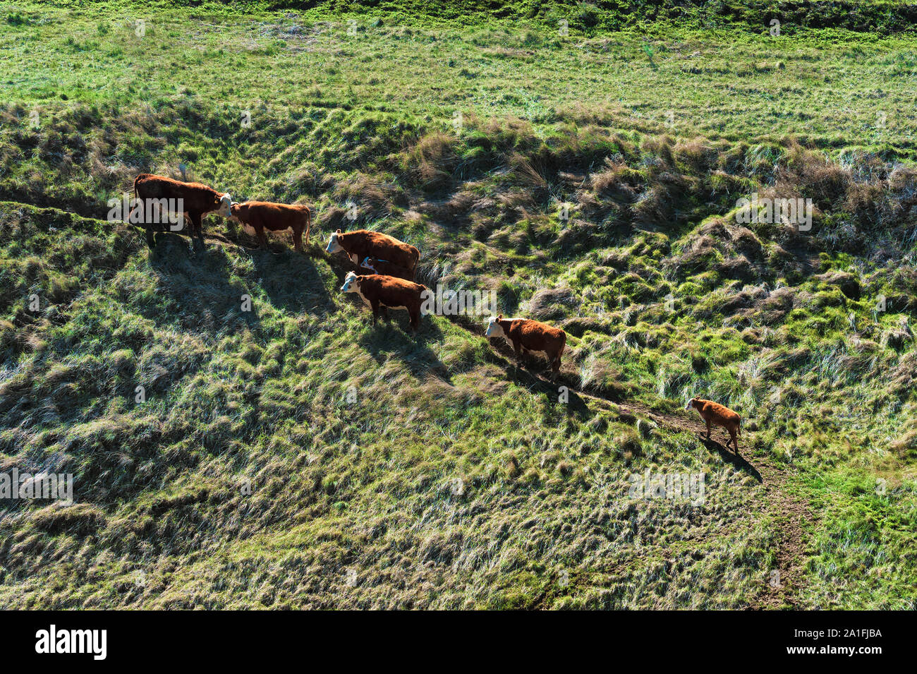 Cattle ranch in oregon hi-res stock photography and images - Alamy