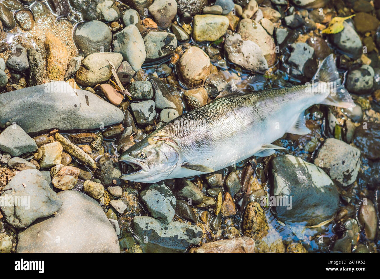 Fish killed with a gun. Fishermen poachers concept Stock Photo - Alamy