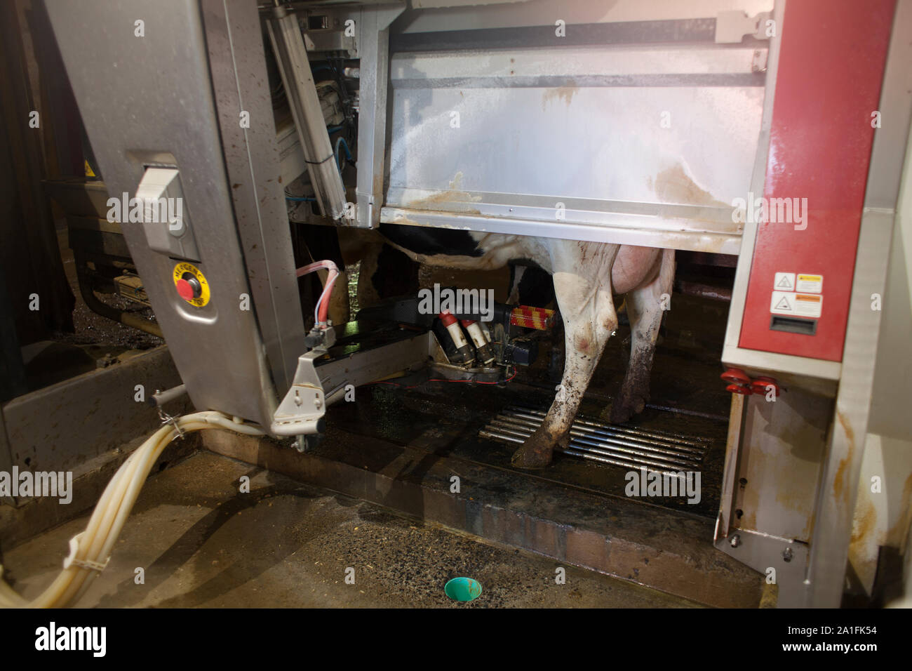 Holstein cow being milked by a robot Stock Photo - Alamy