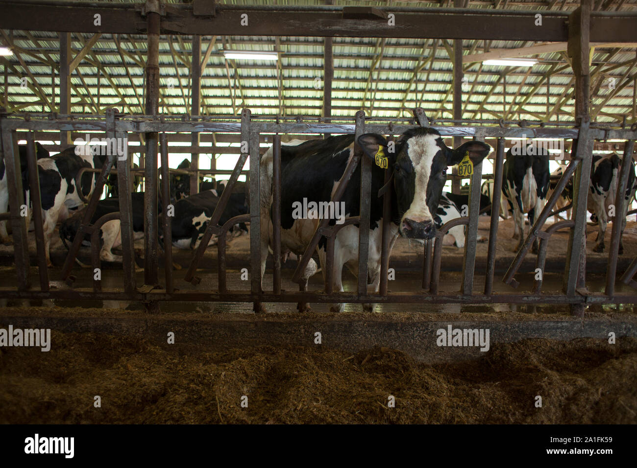 Cows line up to feed on silage placed in front of them. This farm uses ...