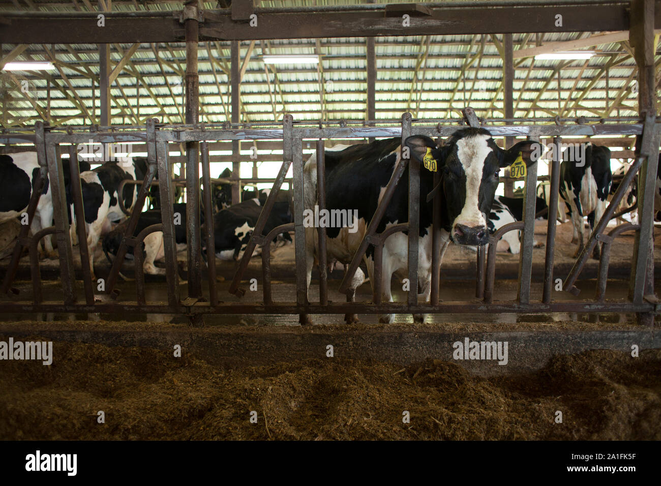 Cows line up to feed on silage placed in front of them. This farm uses ...