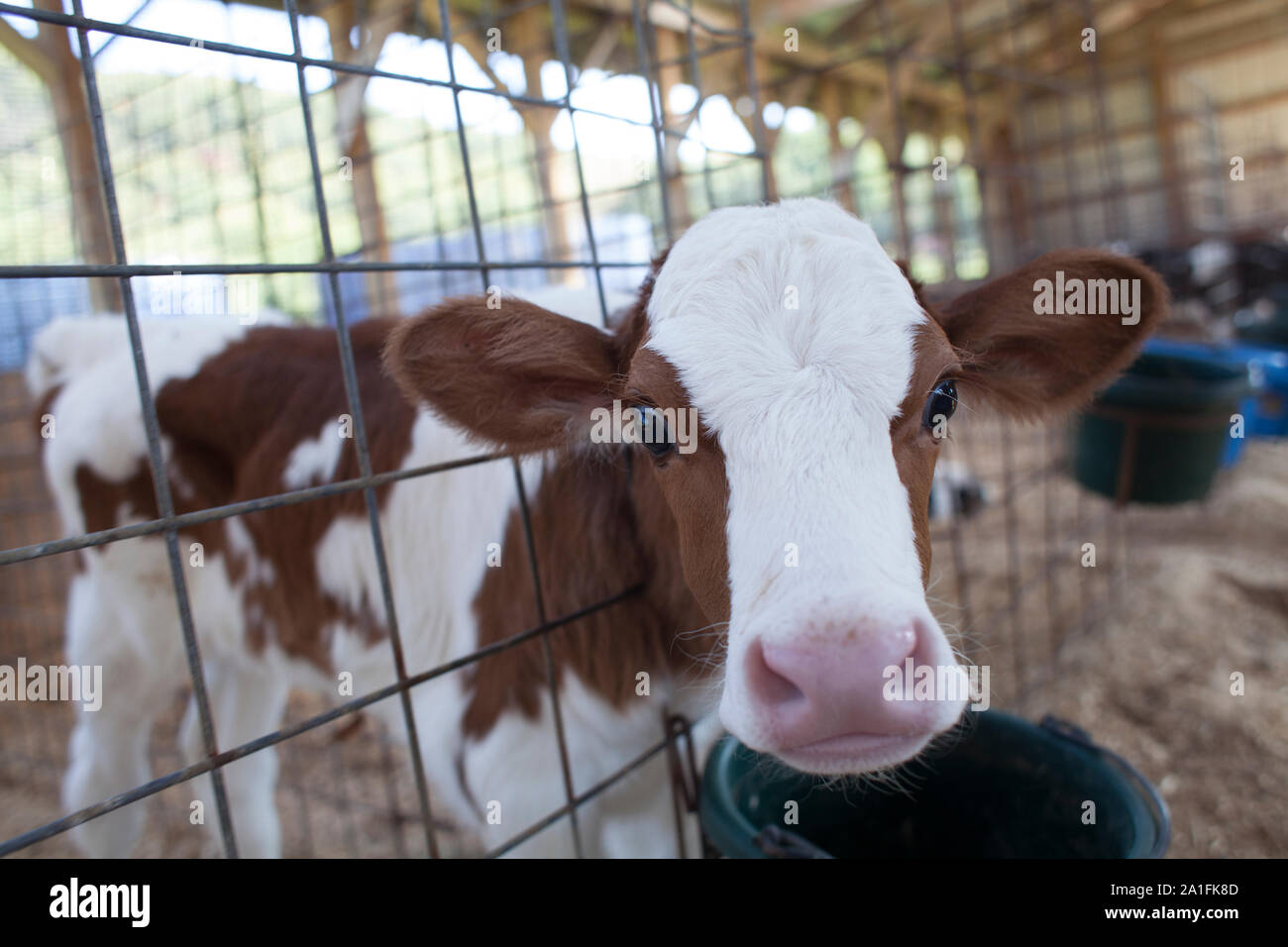 Holstein calves in barn at a dairy farm Stock Photo - Alamy