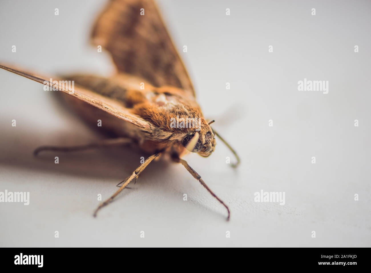 Wings of large emperor moth hi-res stock photography and images - Alamy