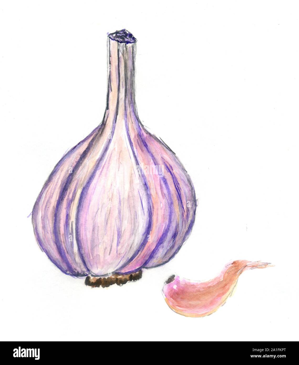 Hand drawn illustration of fresh garlic watercolor painting Stock Photo ...