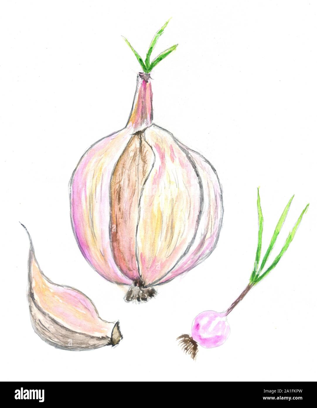 Hand drawn illustration of fresh garlic watercolor painting Stock Photo ...