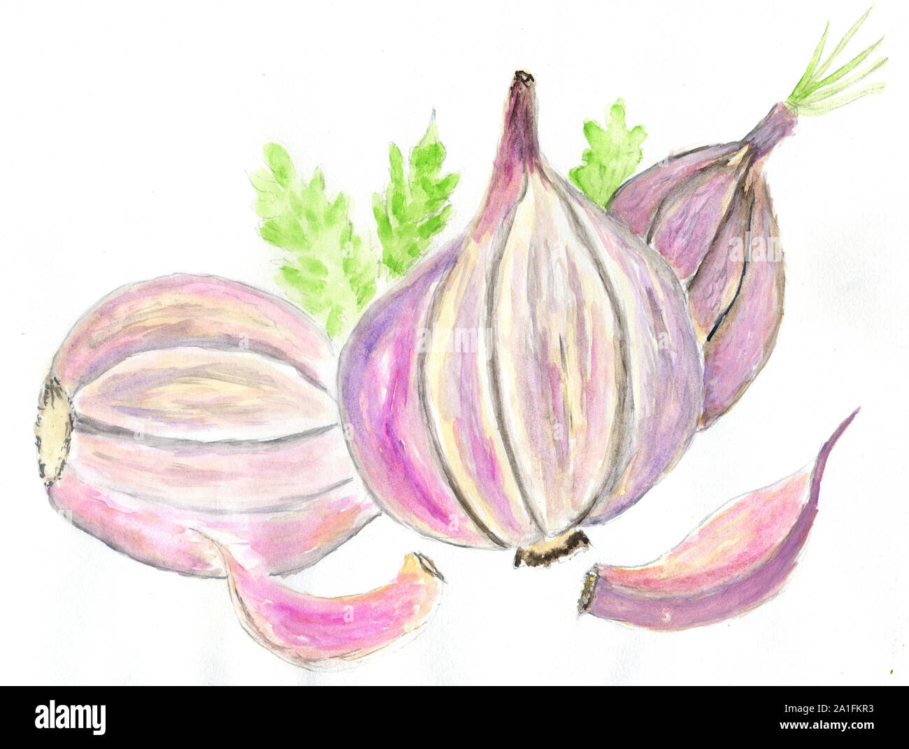 Hand drawn illustration of fresh garlic watercolor painting Stock Photo ...