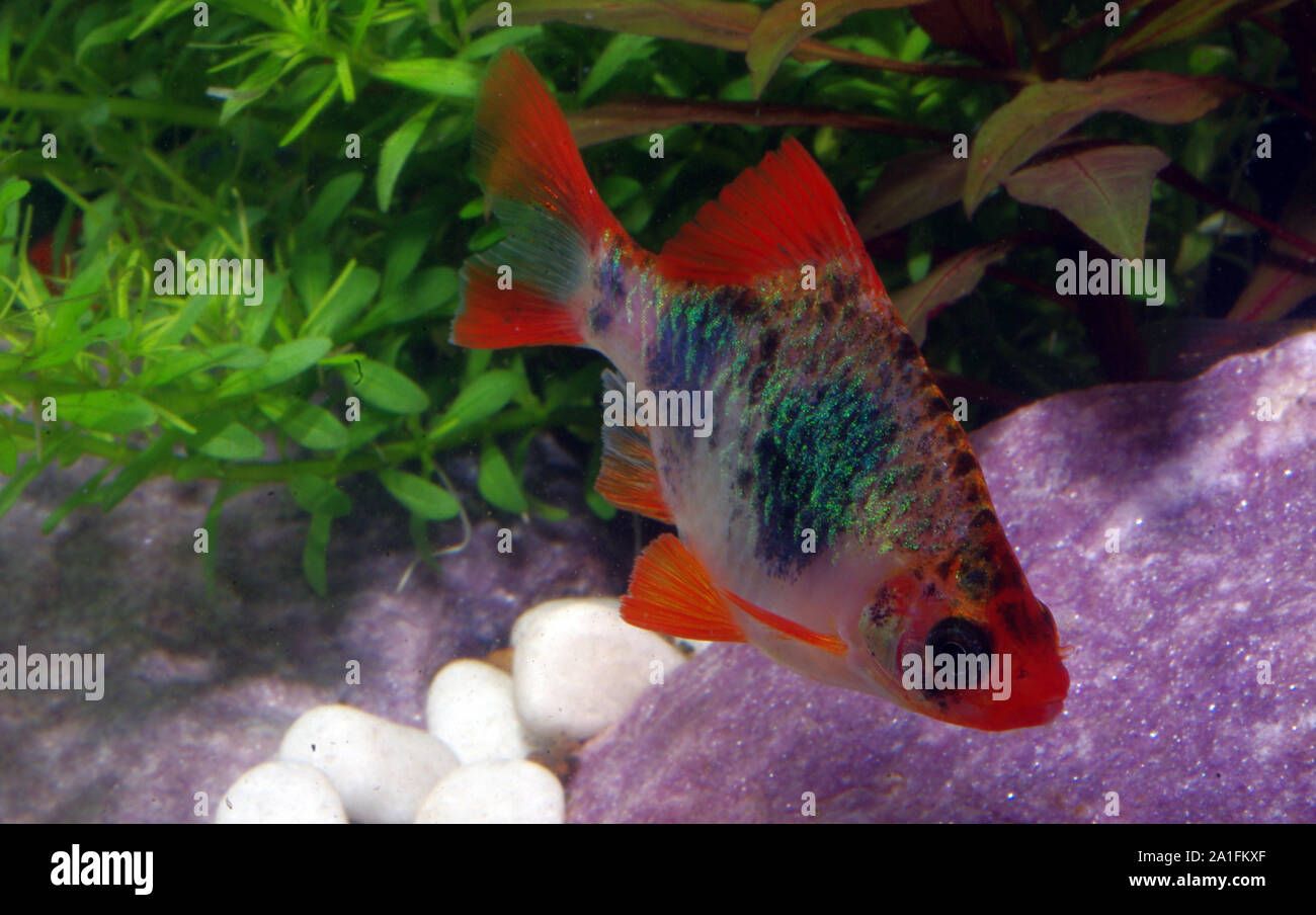 Red tiger barb hi-res stock photography and images - Alamy
