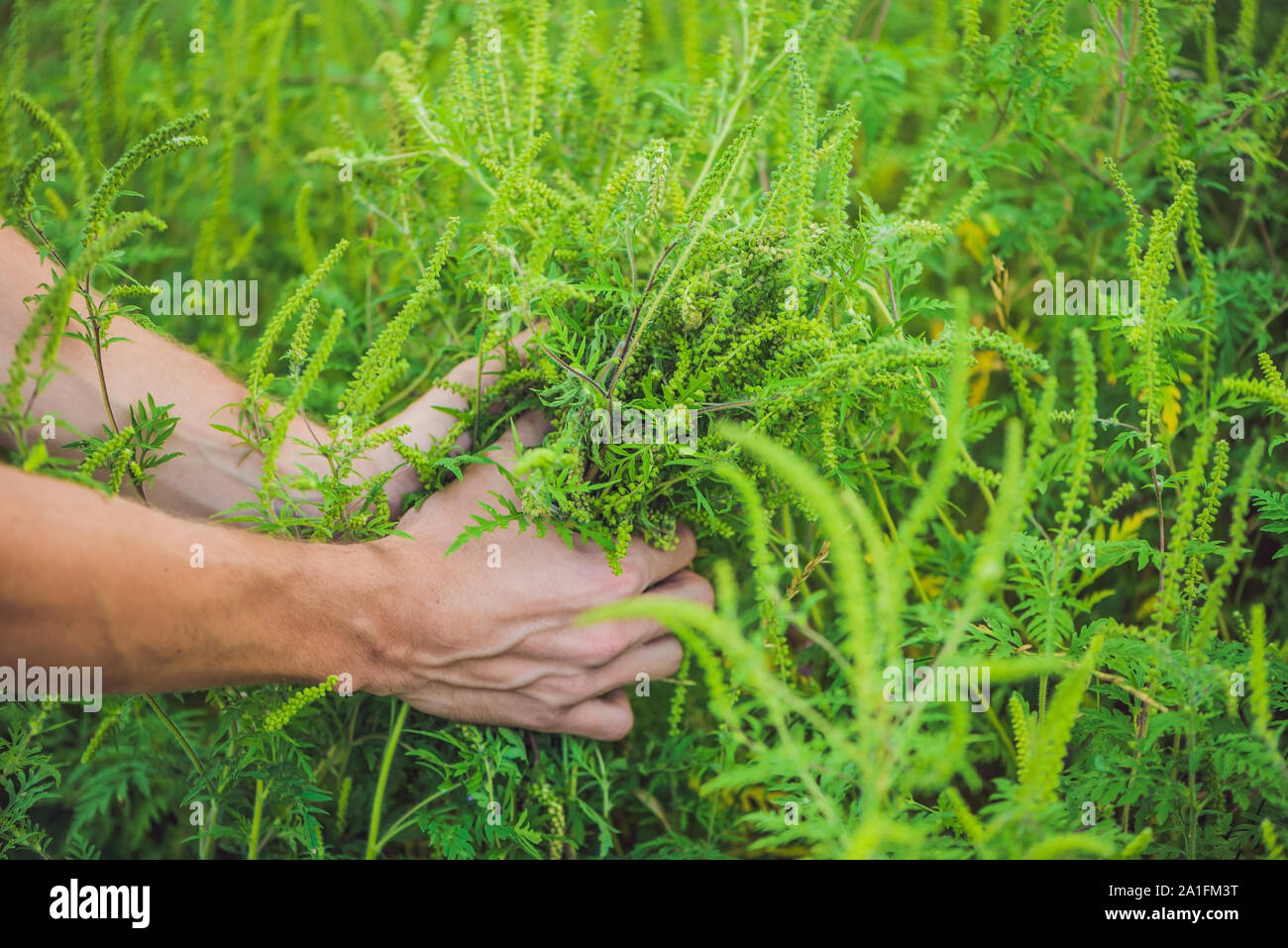 Men's hands tear ragweed, causing allergy in many people Stock Photo ...