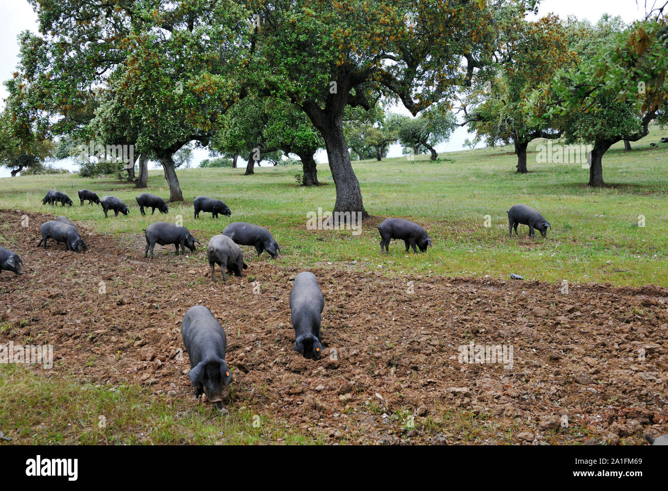Barrancos portugal hi-res stock photography and images - Alamy