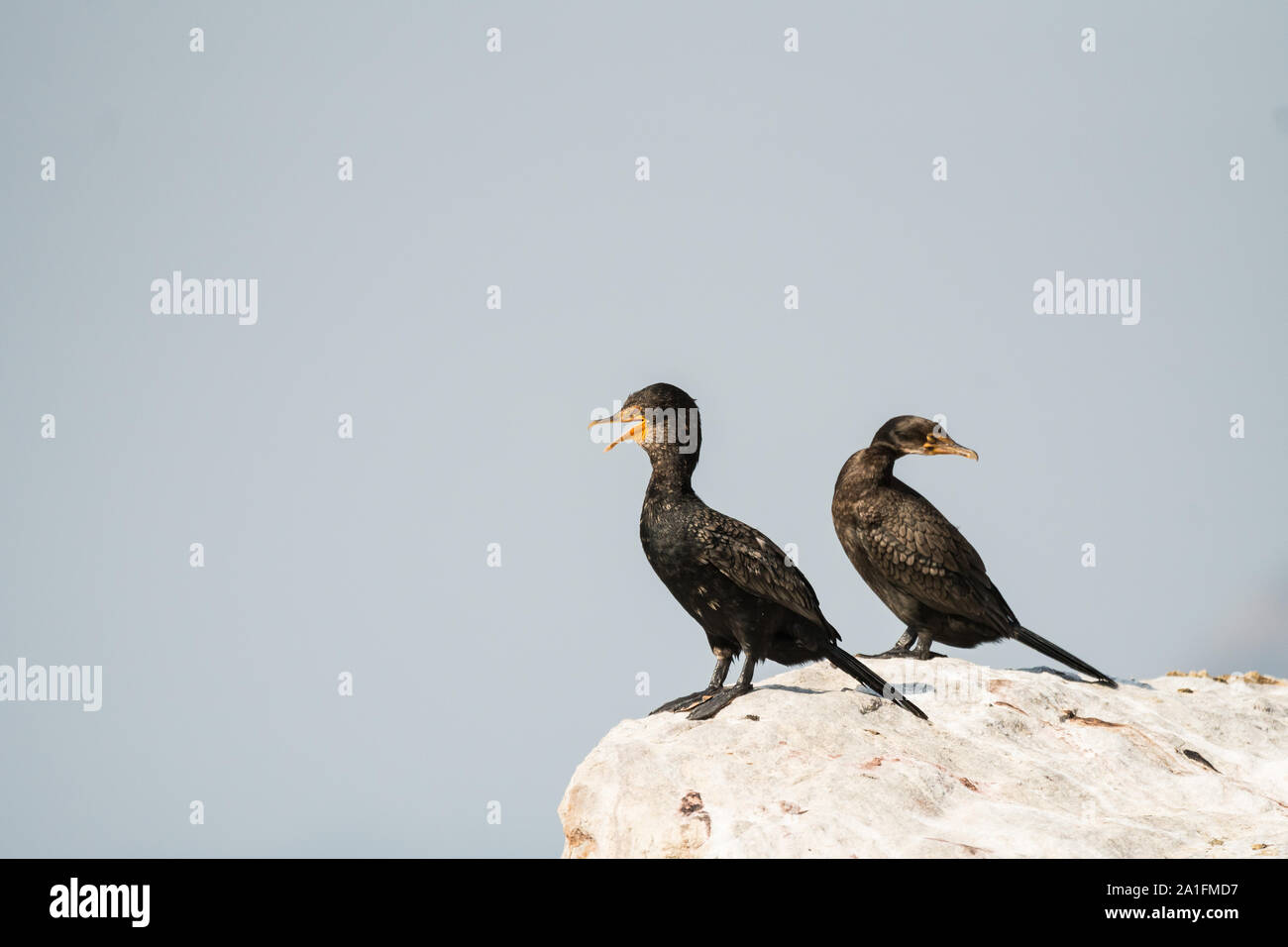Birds basking in sun hi-res stock photography and images - Alamy