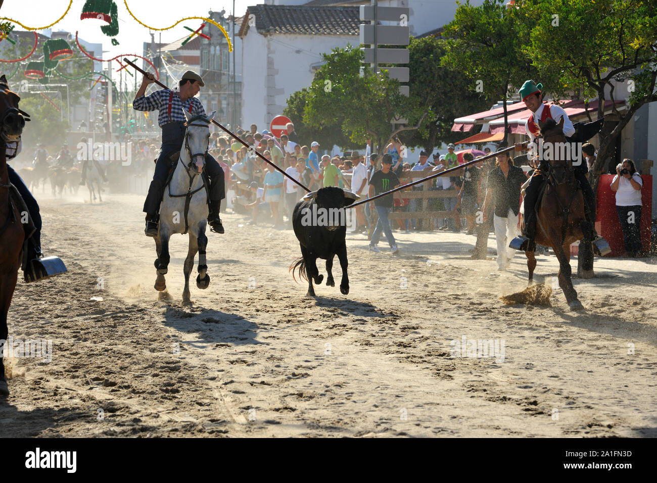 Traditional running of wild bulls by the "campinos". Alcochete ...