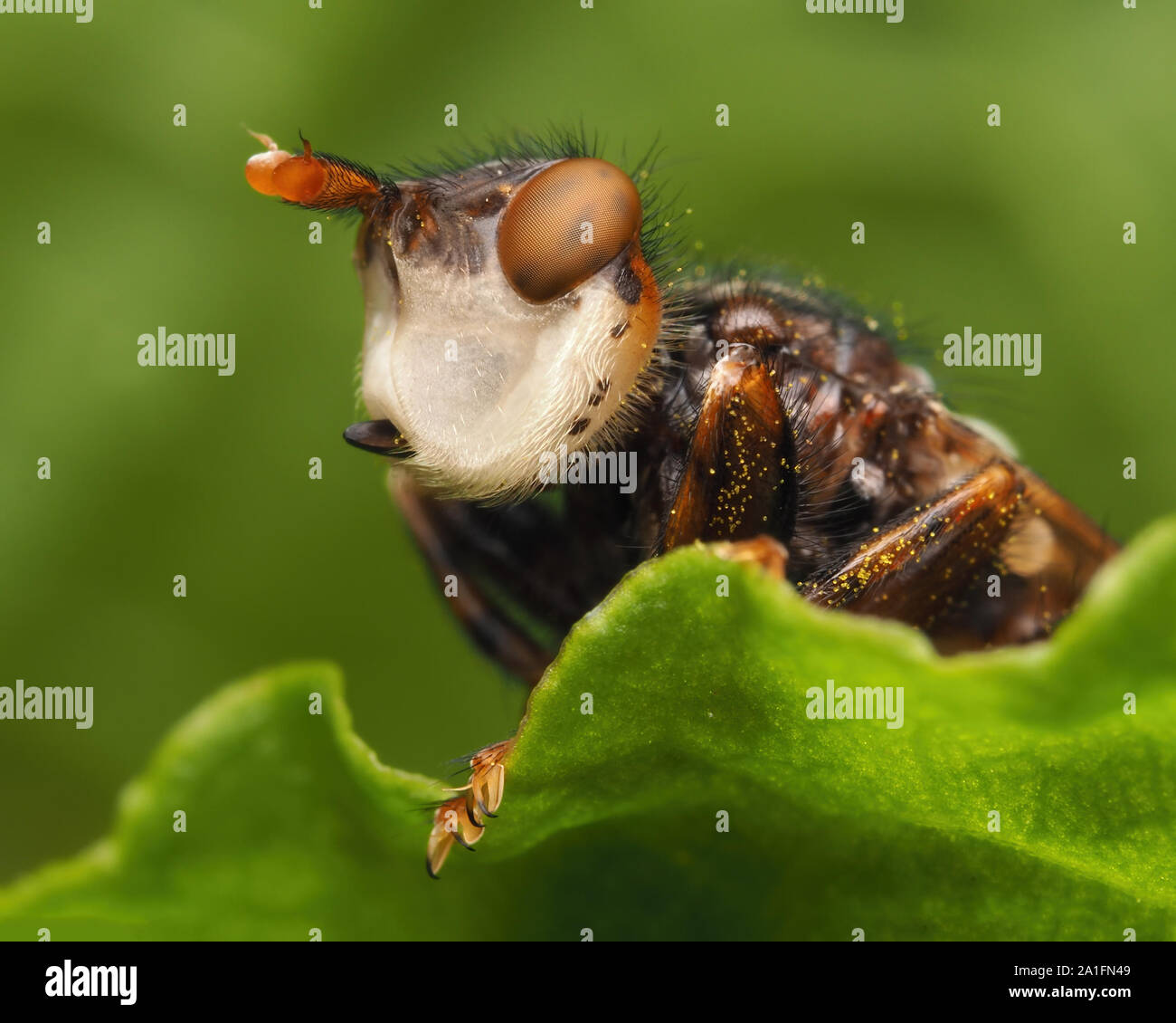 Close up of Myopa buccata Conopid fly on dock plant. Tipperary, Ireland ...