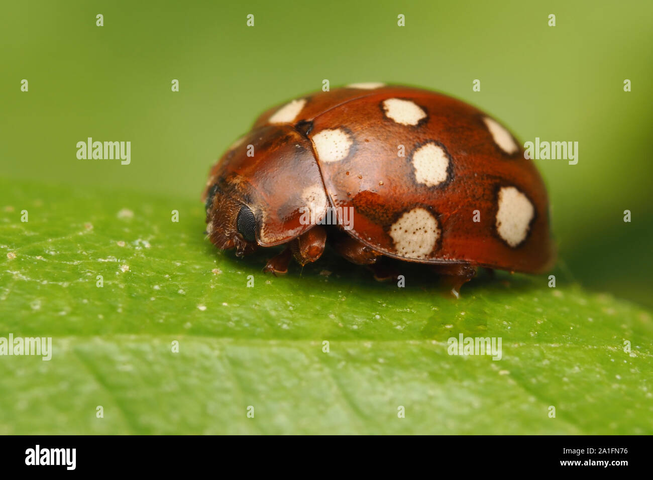Cream spot ladybird at rest on leaf hi-res stock photography and images ...