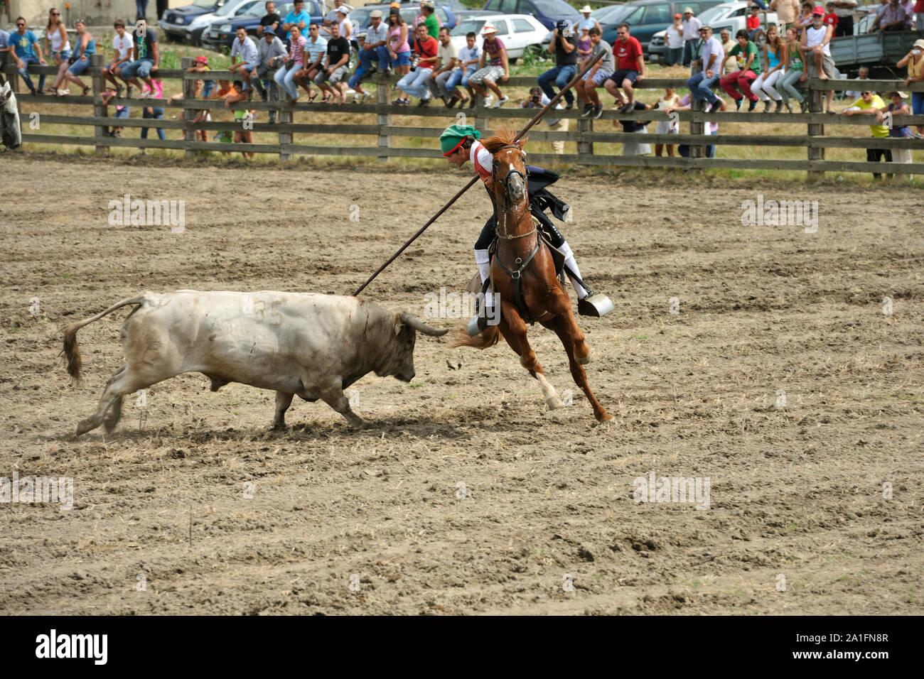 Traditional running of wild bulls by the "campinos". Samora Correia ...