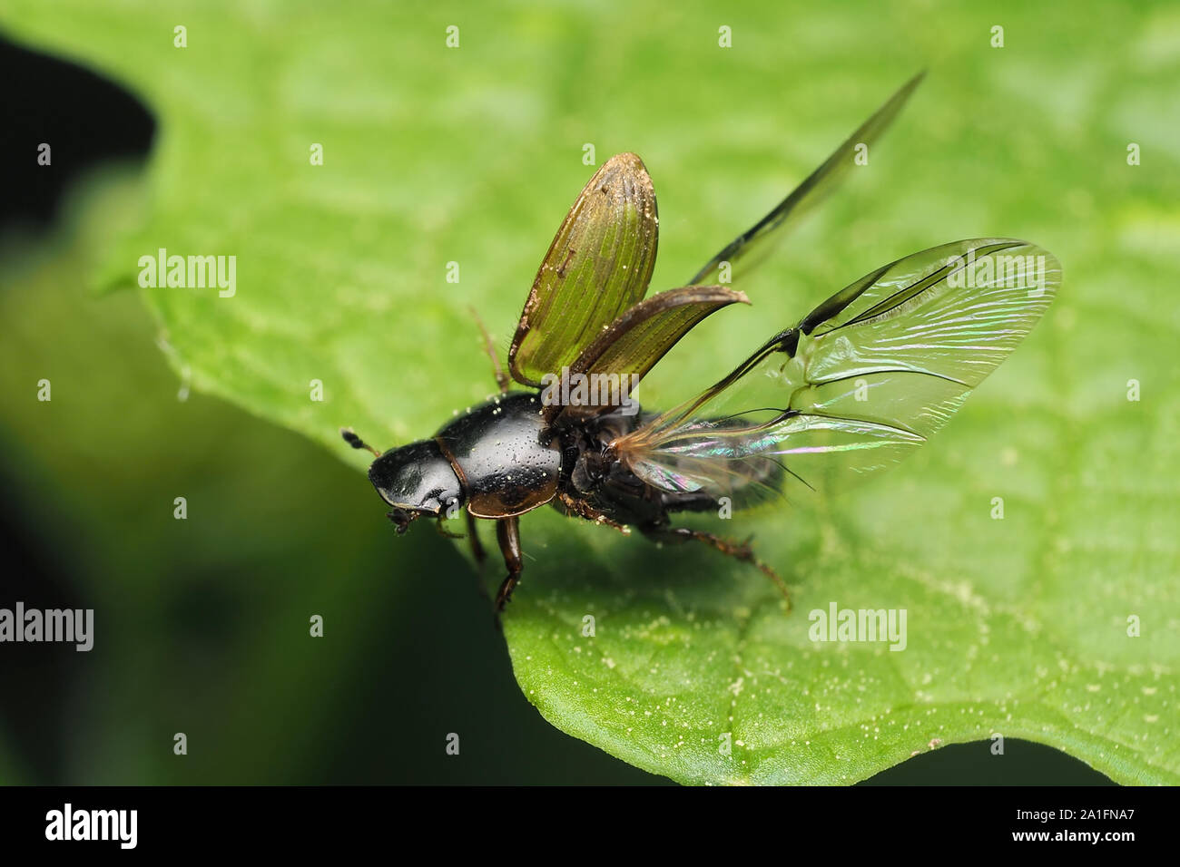 Flight beetle hi-res stock photography and images - Alamy