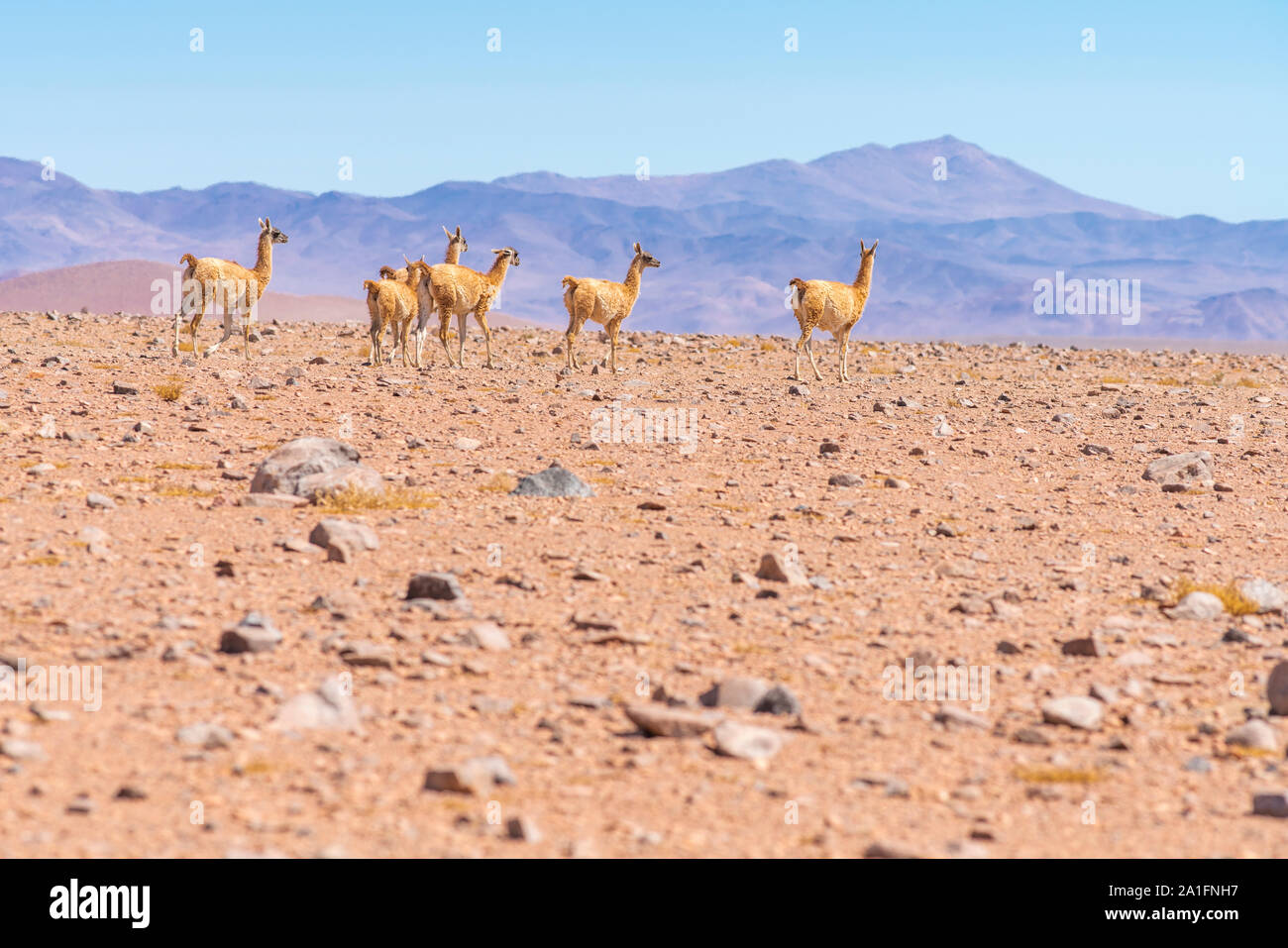Vicuna mammals walking looking for pastures at Andes mountains ...