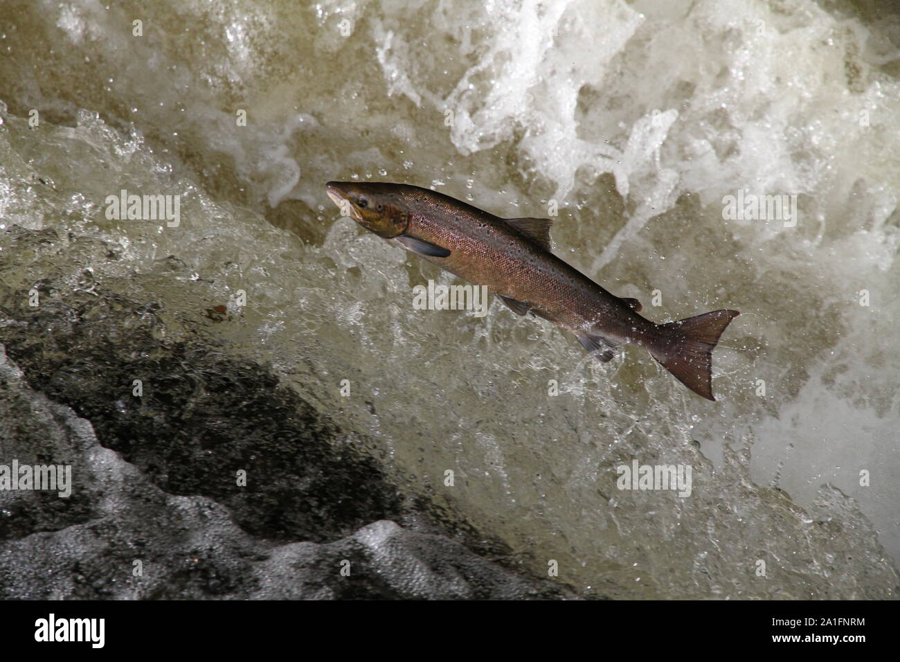 Atlantic salmon run scotland hi-res stock photography and images - Alamy