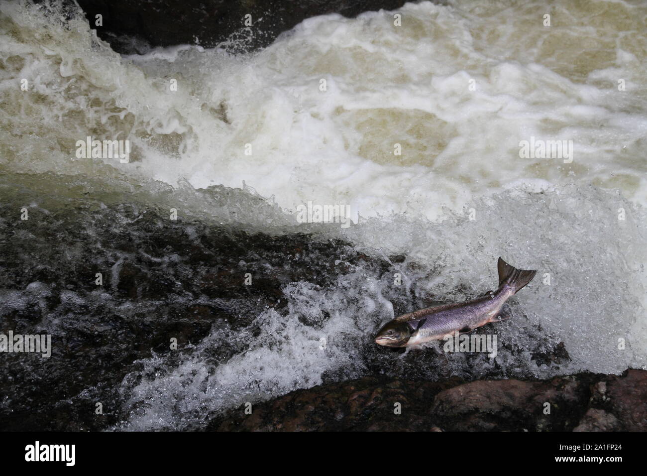 Atlantic salmon scotland hi-res stock photography and images - Alamy
