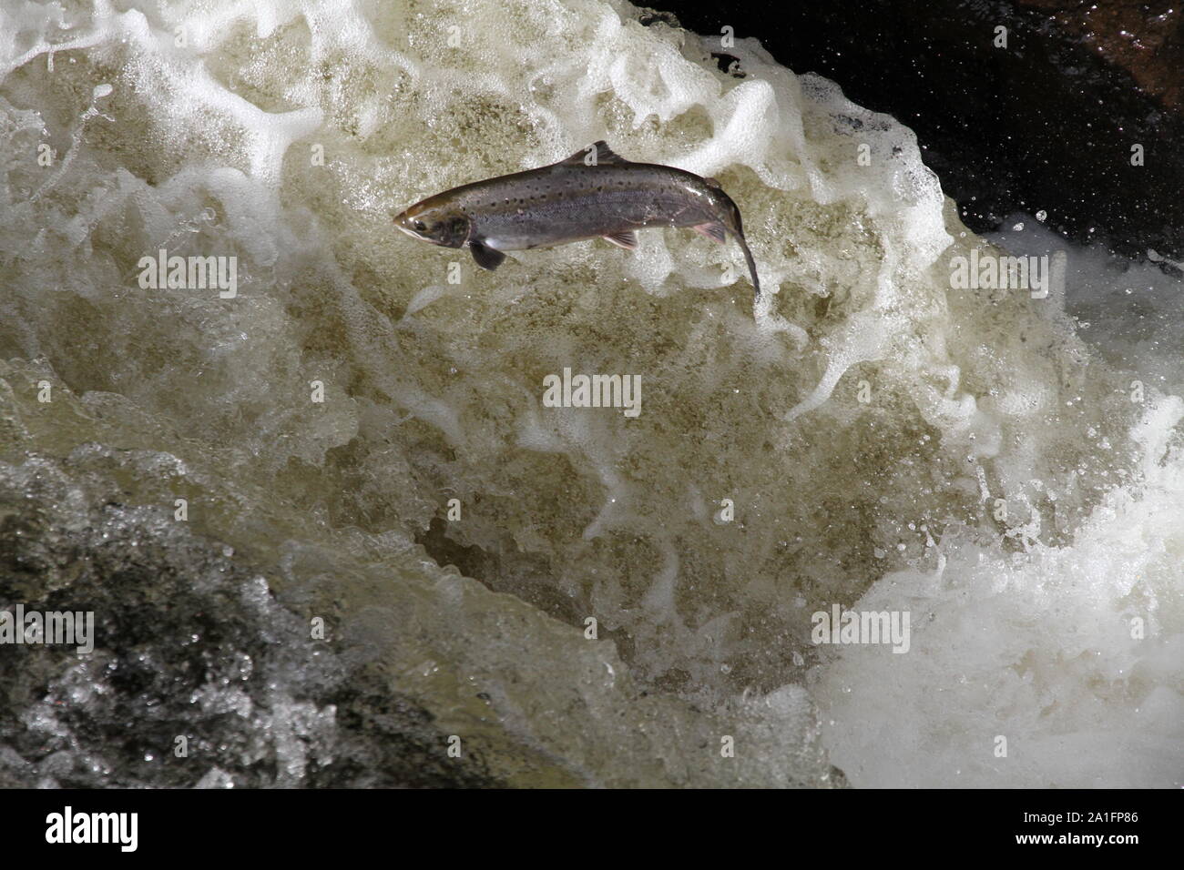 Atlantic salmon scotland hi-res stock photography and images - Alamy