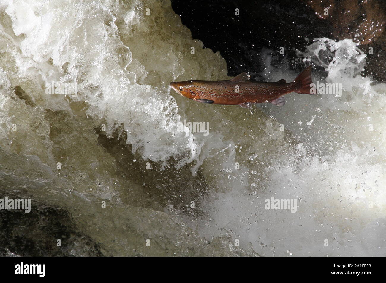 Run a fish hi-res stock photography and images - Alamy