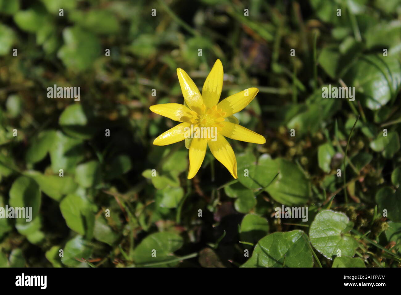 The picture shows a buttercup in the garden Stock Photo - Alamy
