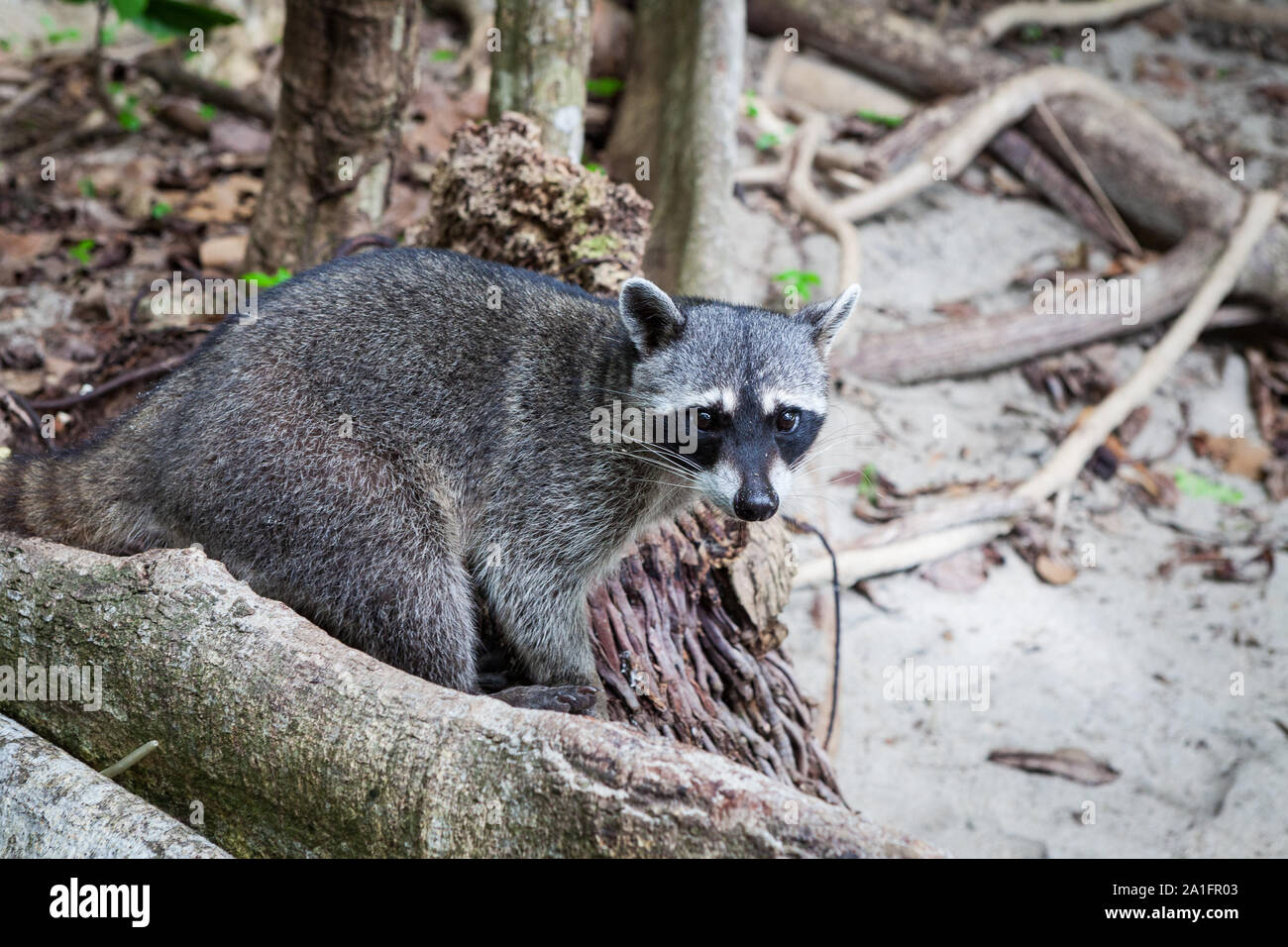 Raccoon looking at camera hi-res stock photography and images - Alamy