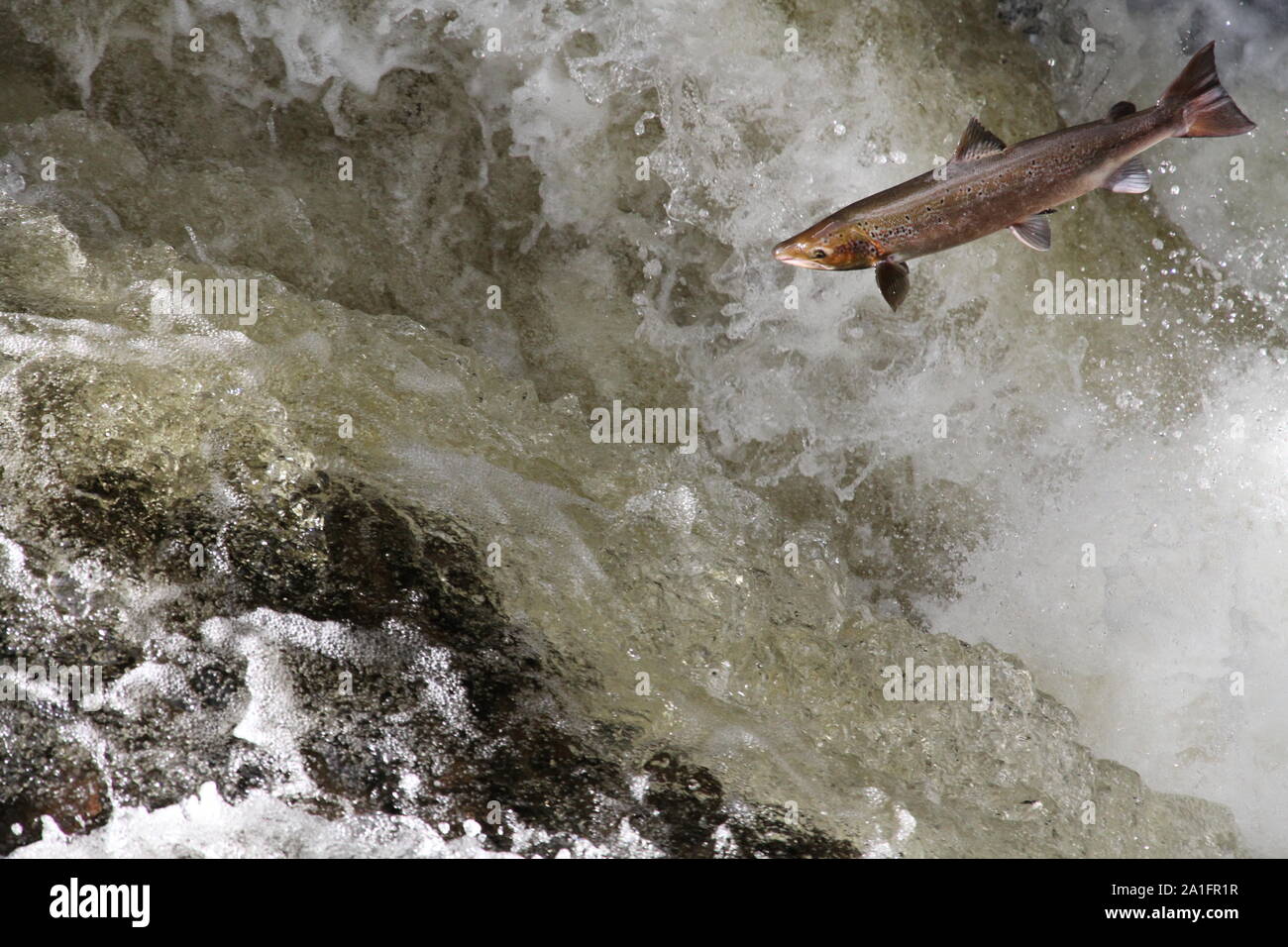 Atlantic salmon scotland hi-res stock photography and images - Alamy