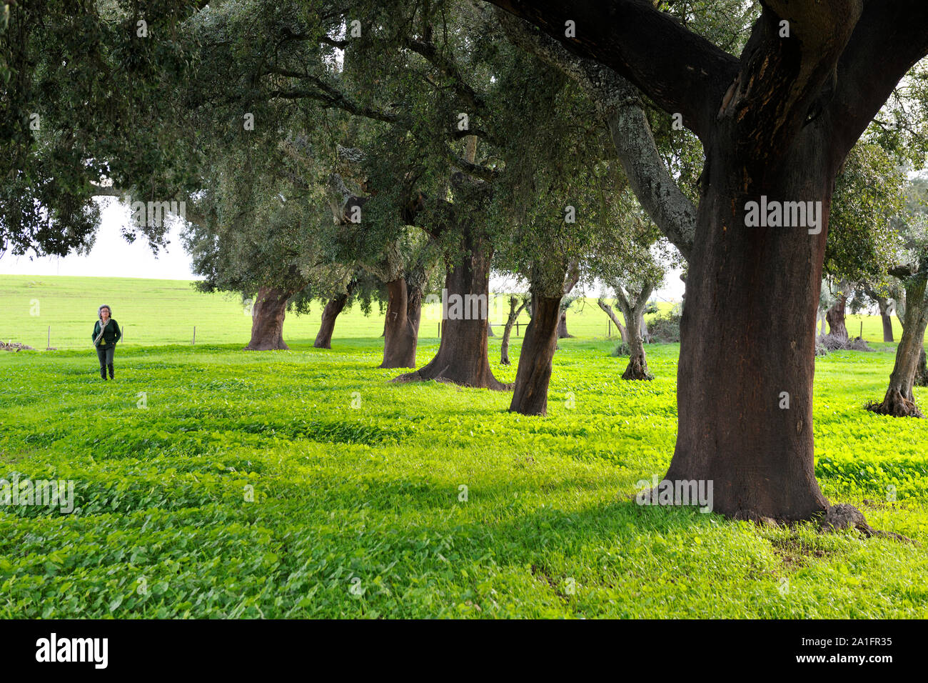 Alentejo cork trees woman hi-res stock photography and images - Alamy