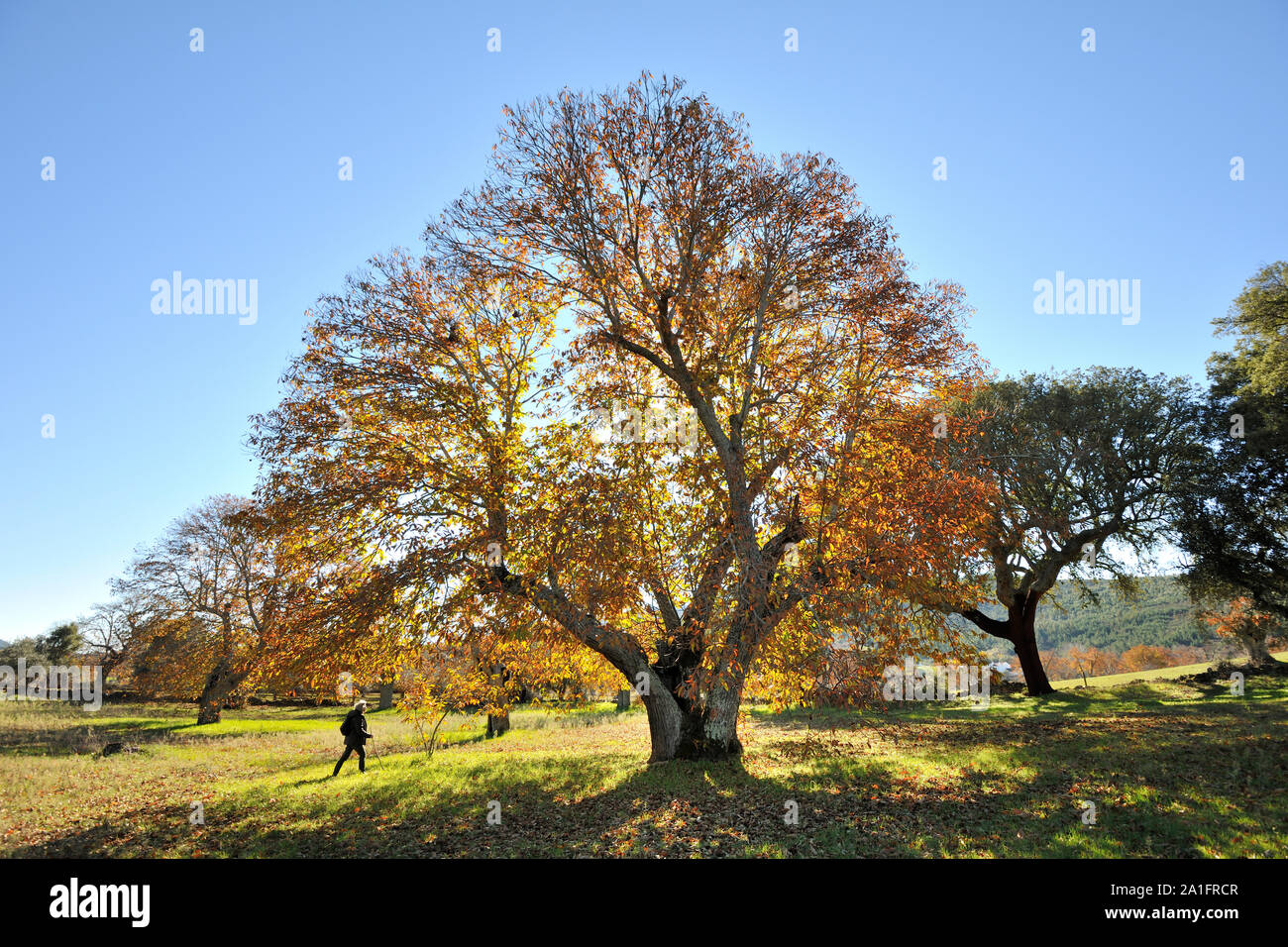 Autumn chestnut tree hi-res stock photography and images - Alamy