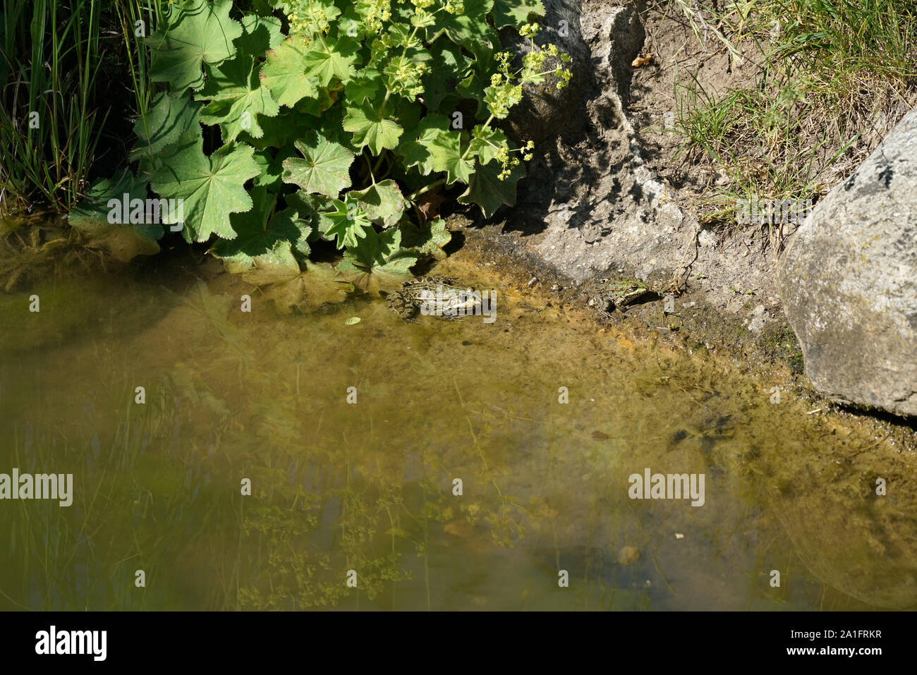 Toad pond amphibian pool hi-res stock photography and images - Alamy