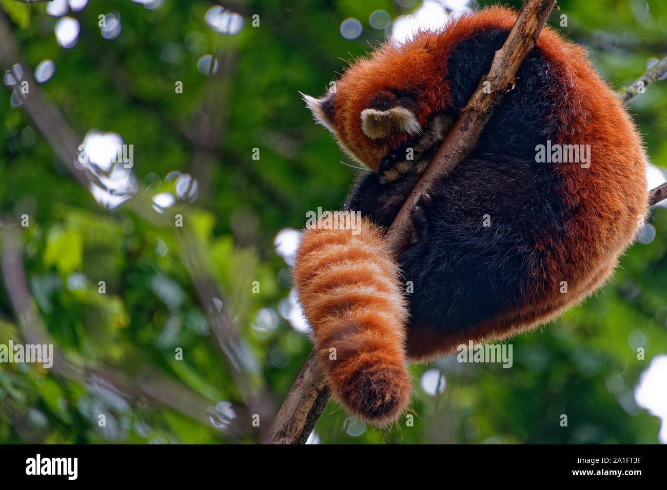 Giant Red Panda High Resolution Stock Photography and Images - Alamy