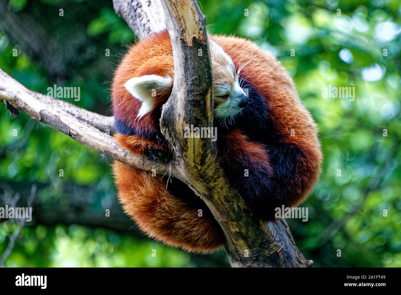 Giant red panda hi-res stock photography and images - Alamy