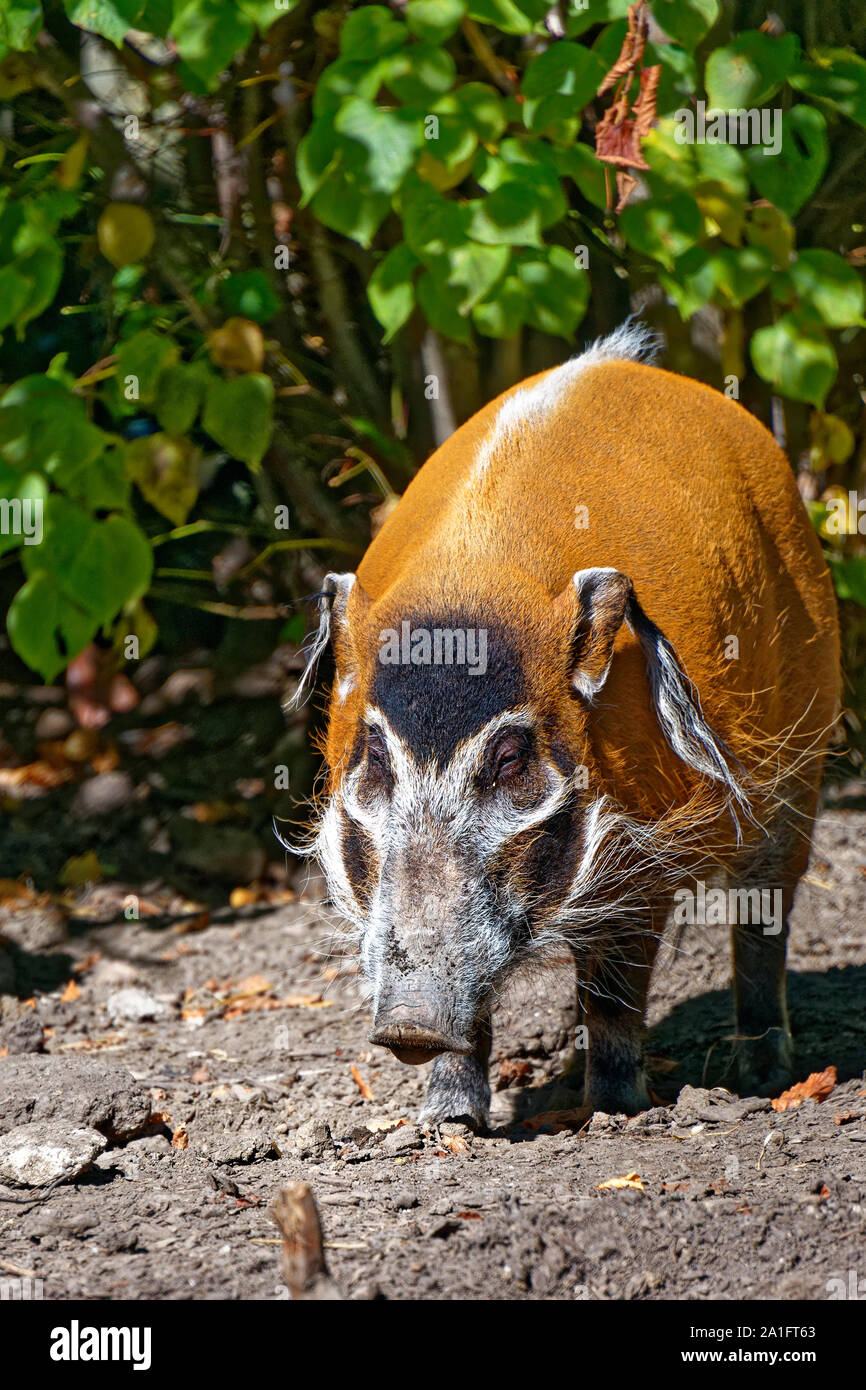 Hog hair hi-res stock photography and images - Alamy