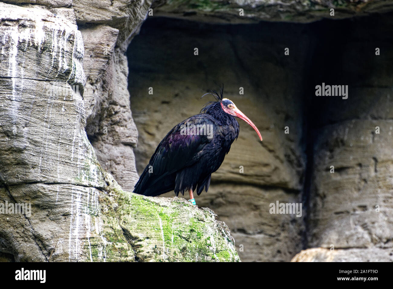 Ibises feeding hi-res stock photography and images - Alamy
