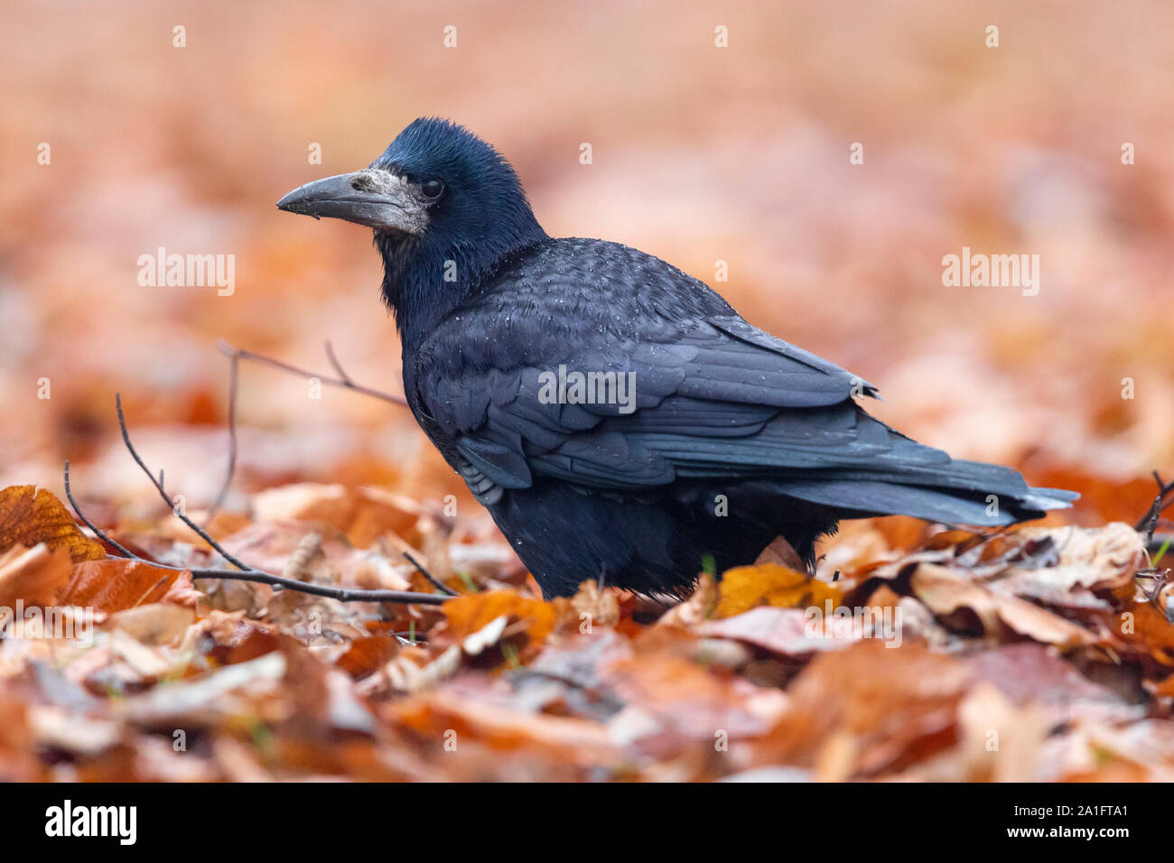 Rook side view hi-res stock photography and images - Alamy