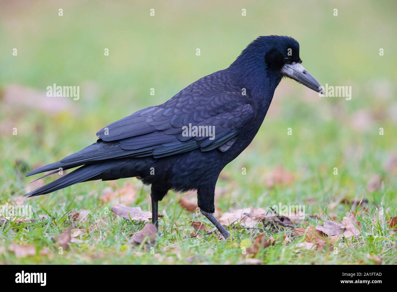 Rook (Corvus frugileus), side view of an adult standing on the ground ...