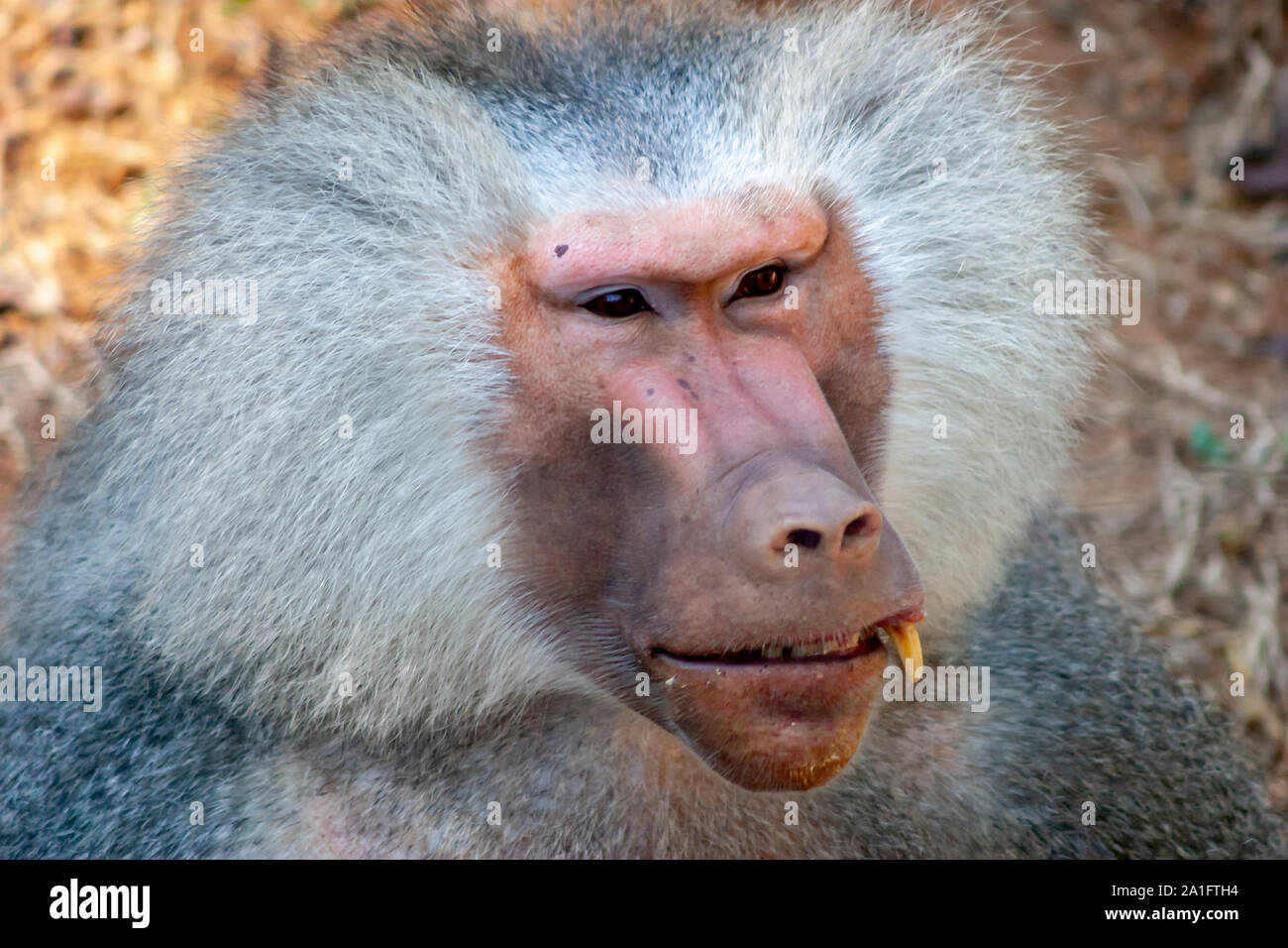 expressive baboon with grey hair Stock Photo - Alamy