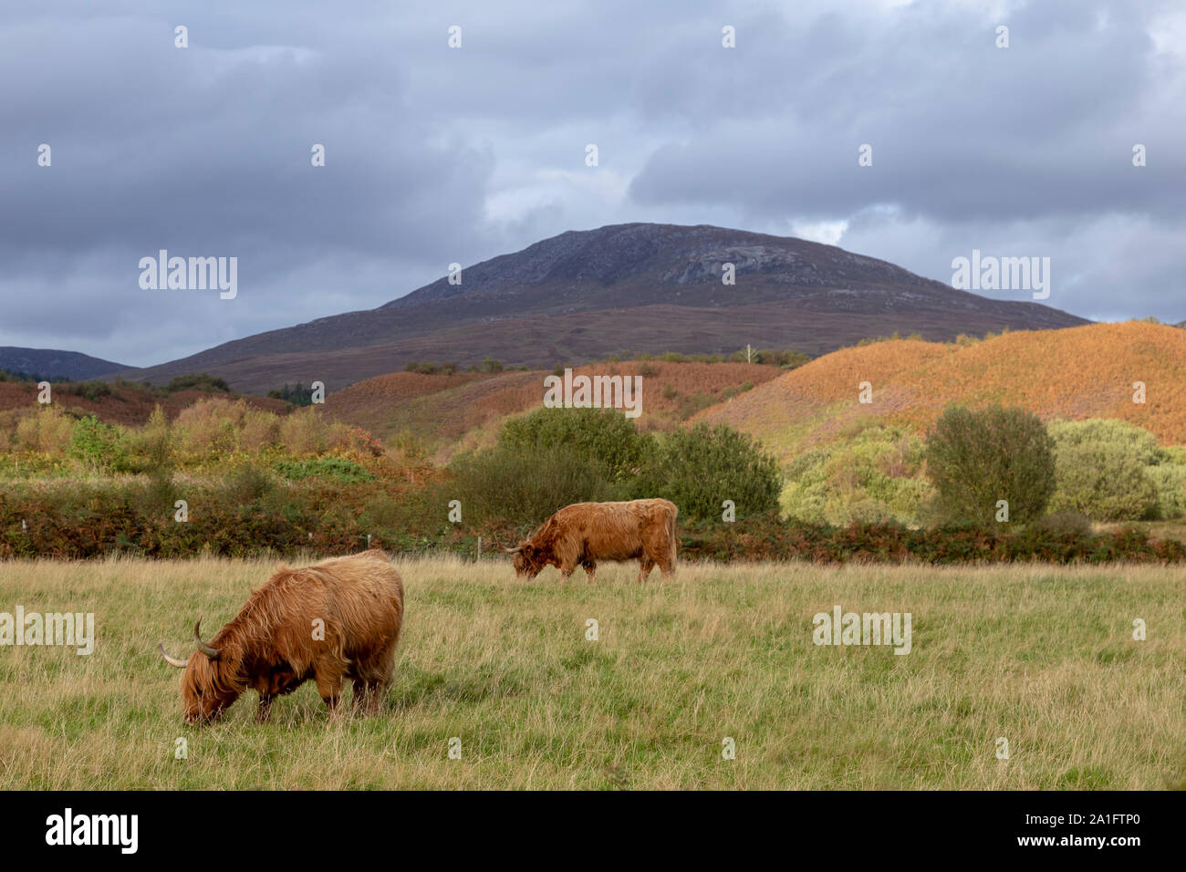 Two highland cattle eating hi-res stock photography and images - Alamy