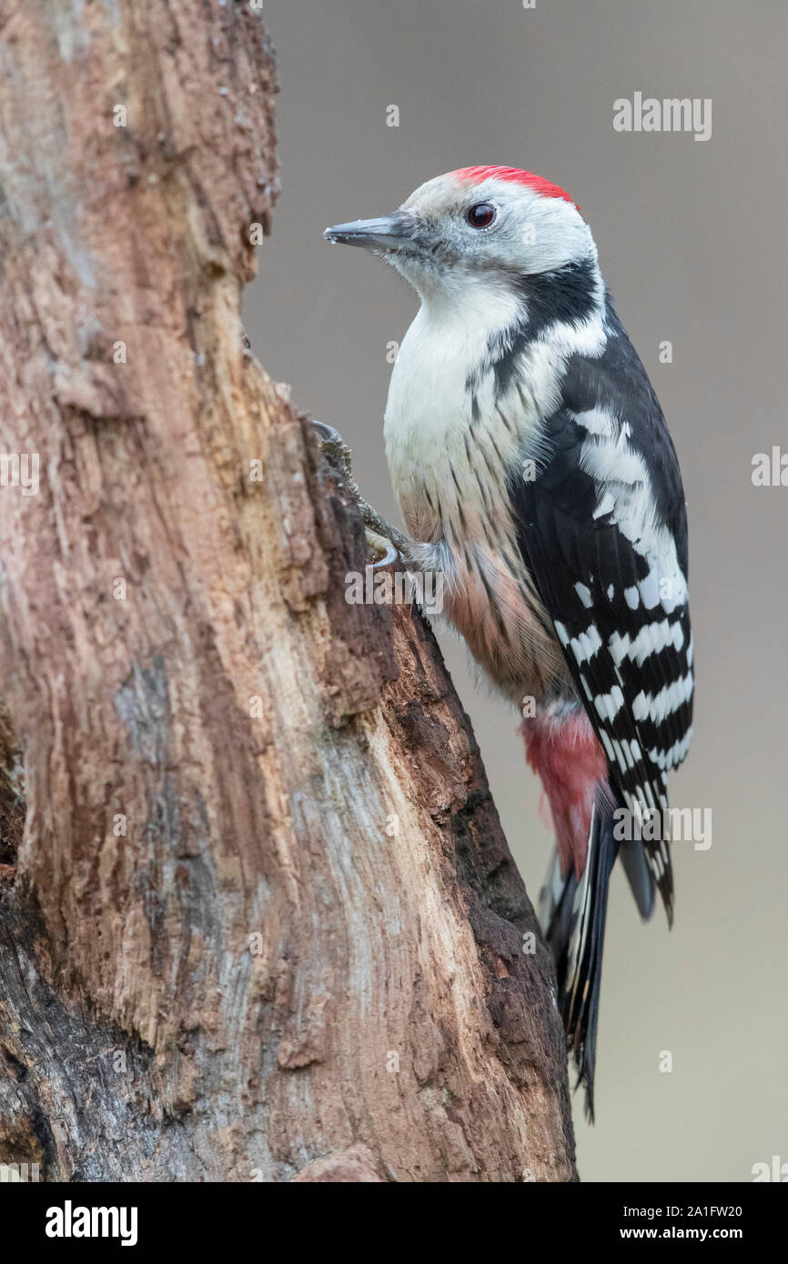 Wildlife woodpeckers hi-res stock photography and images - Alamy