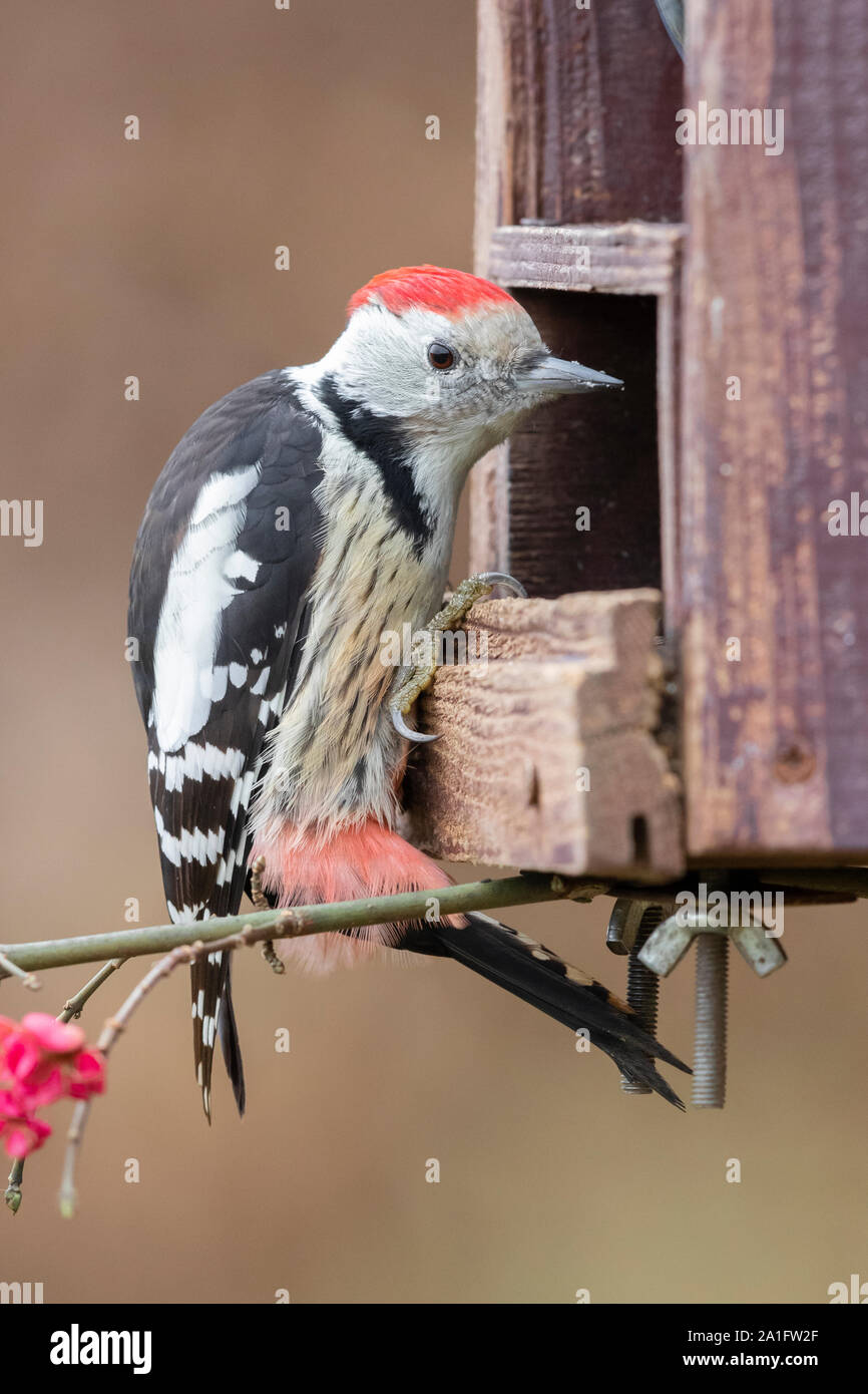 Woodpecker bird side view hi-res stock photography and images - Alamy