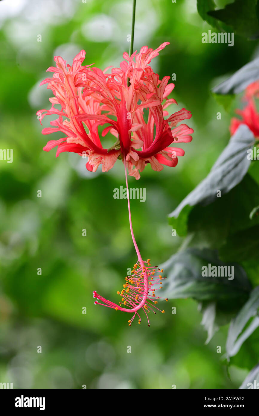 Spider hibiscus hi-res stock photography and images - Alamy