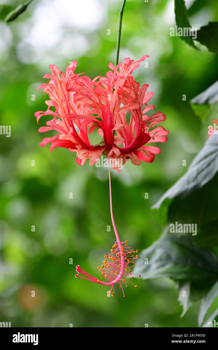 Spider hibiscus hi-res stock photography and images - Alamy