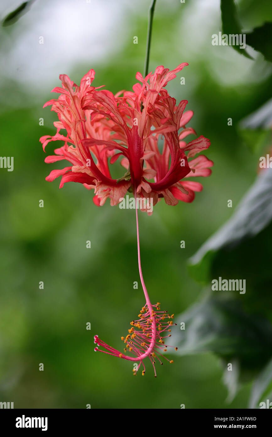Fringed hibiscus hibiscus schizopetalus hi-res stock photography and ...