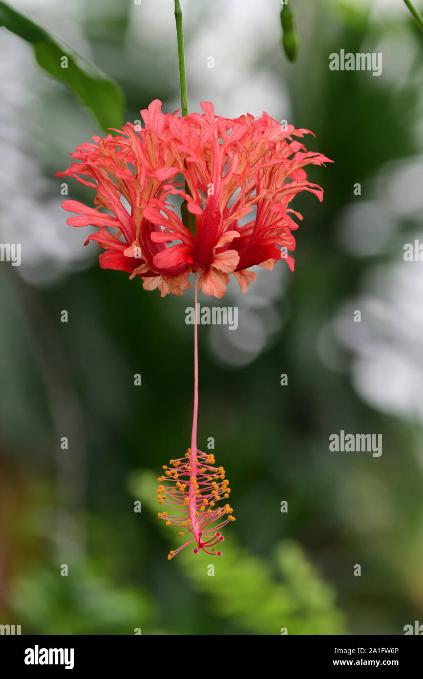 Spider Hibiscus High Resolution Stock Photography and Images - Alamy