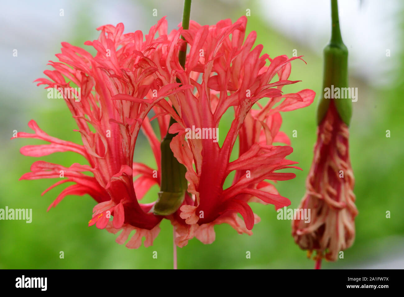 Close up of a fringed rosemallow (hibiscus schizopetalus) flower in ...