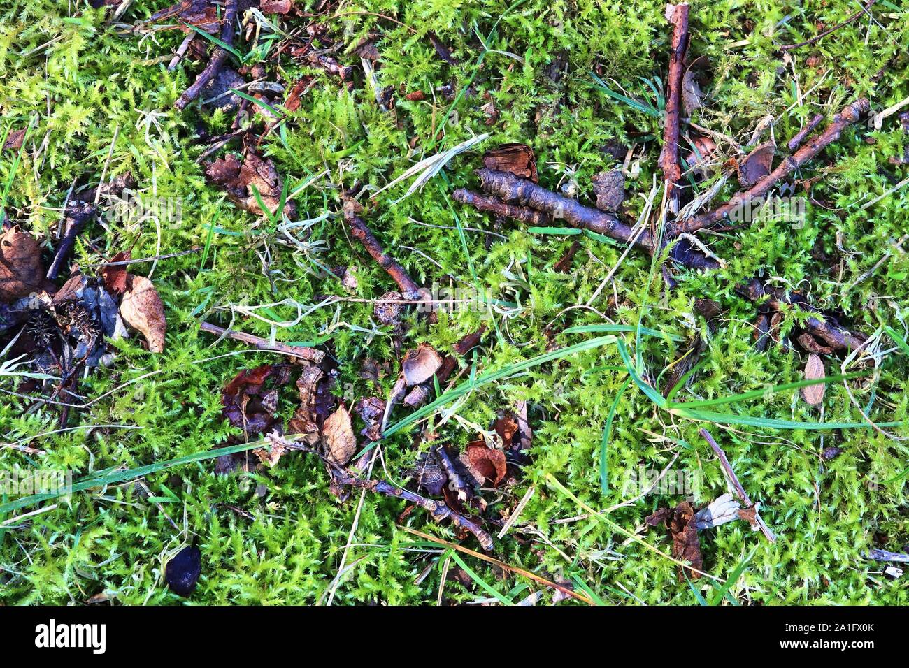 Detailed close up of a green moss texture in a forest beautiful in ...