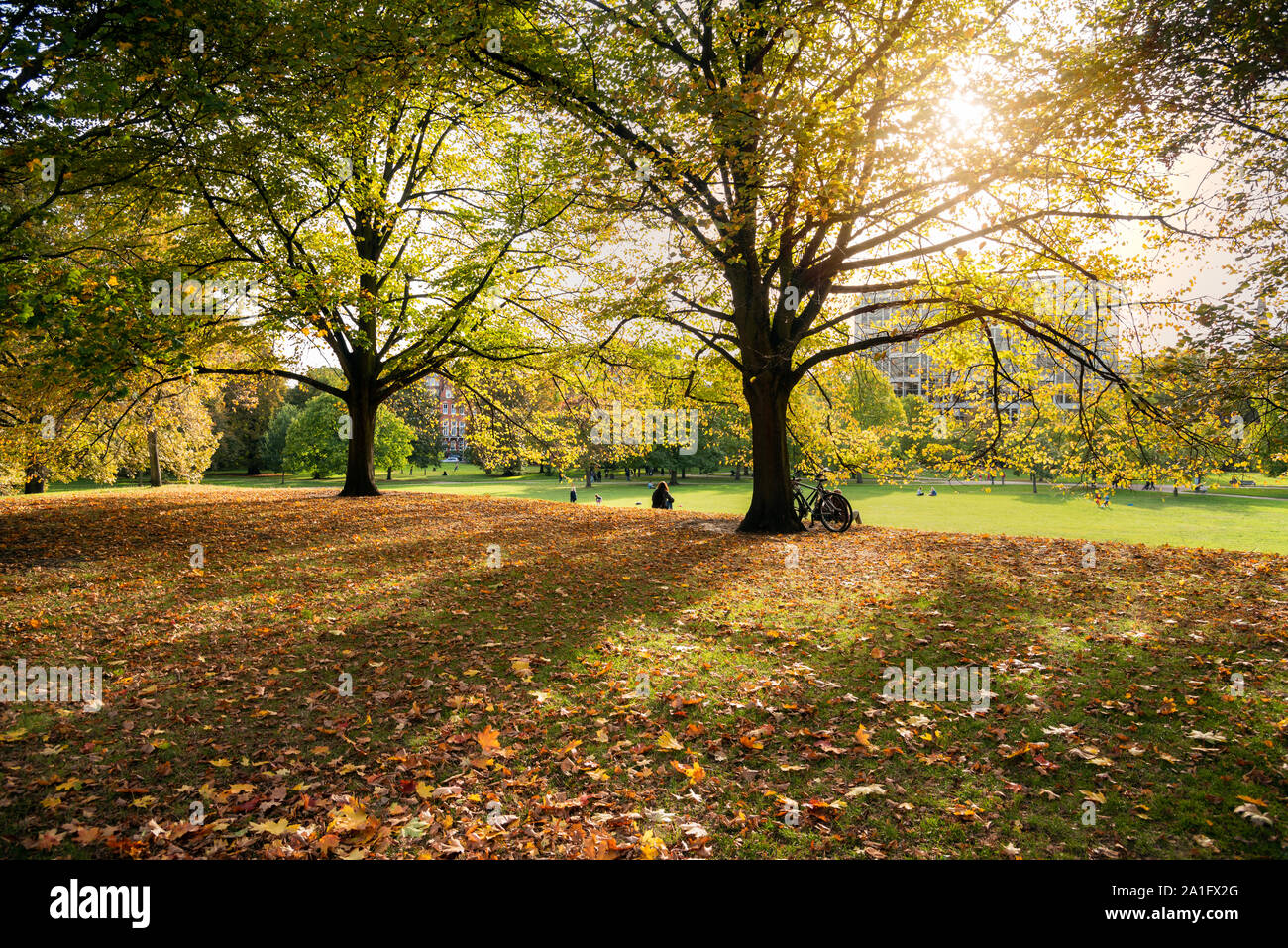 Public park in autumn with a lawn covered in fallen leaves Stock Photo ...