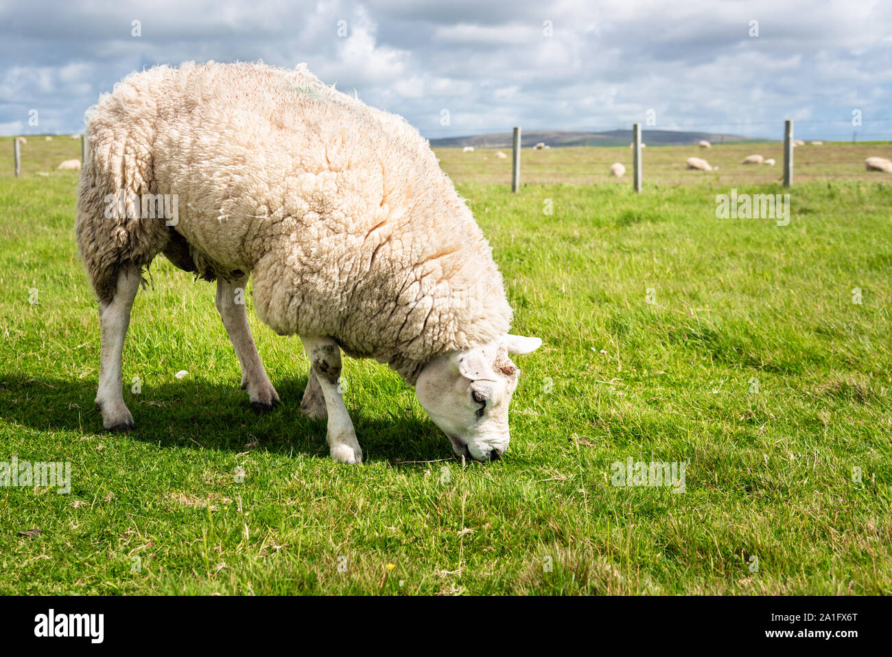 Agriculture farm sheep hi-res stock photography and images - Alamy